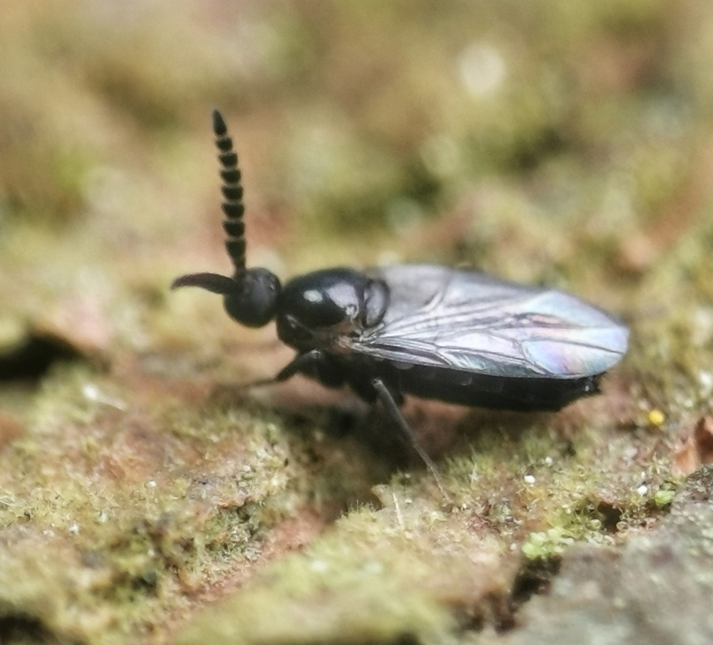 Holoplagia from Bishan, Singapore on October 20, 2021 at 09:57 AM by ...