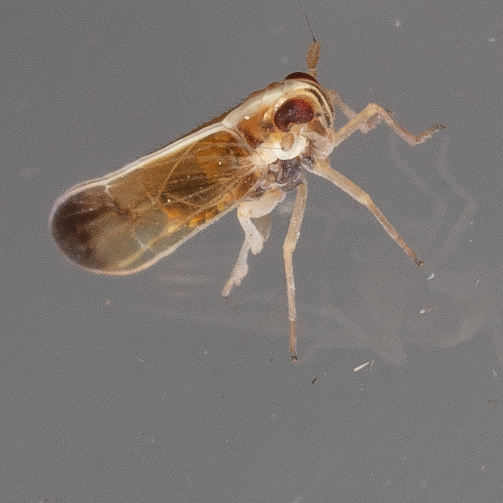 Rice Delphacid from Wooten, Austin, TX, USA on October 19, 2021 at 08: ...