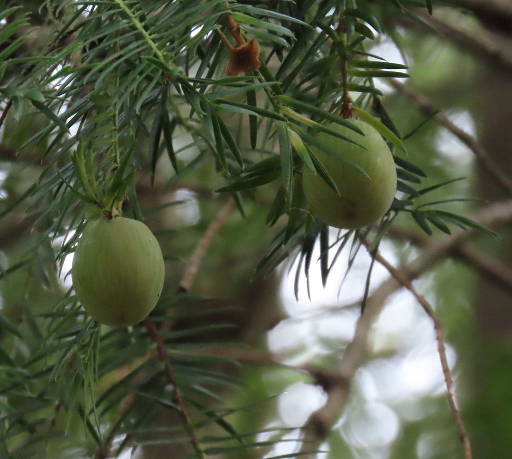 California torreya (Redwood Canyon of Blake Garden) · iNaturalist