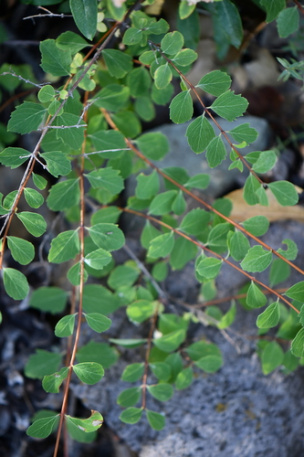 Symphoricarpos palmeri · NaturaLista Colombia