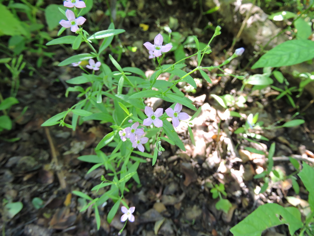 star violets from Las Vinoramas, B.C.S., México on October 19, 2021 at ...
