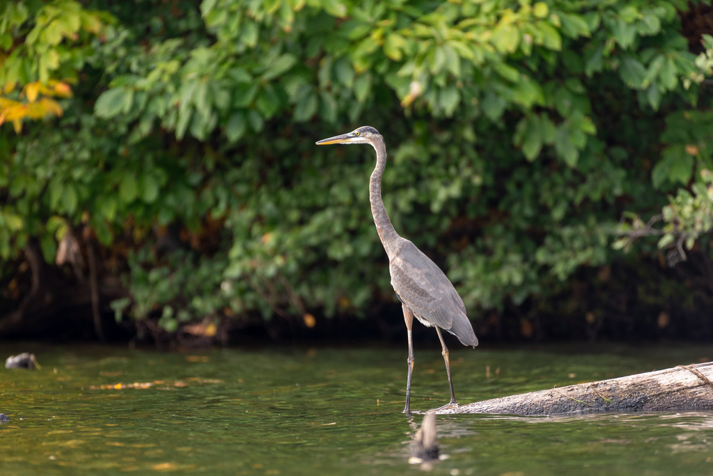 Great Blue Heron from Hewitt, West Milford, NJ 07421, USA on October 16 ...