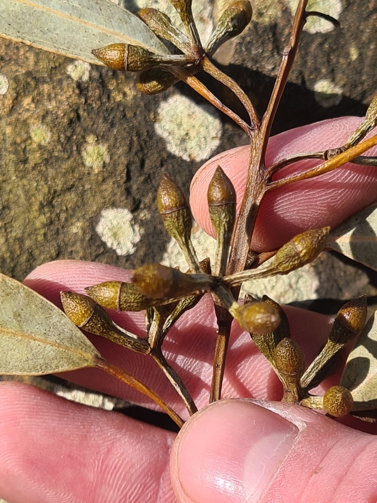 Grey Gum (Eucalyptus punctata) - Botanical Realm