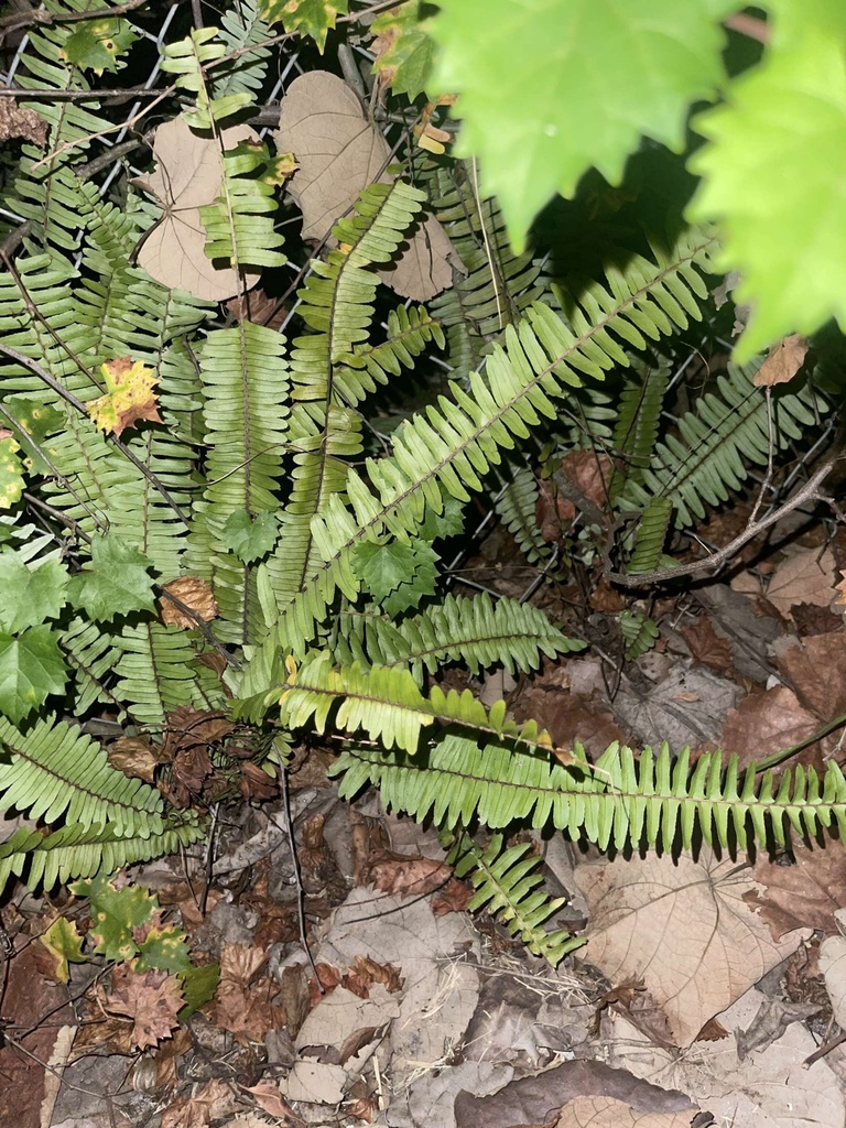 Fishbone Fern from City Of Holmes Beach City Park, Holmes Beach, FL, US ...