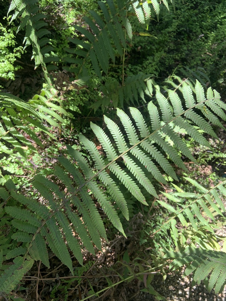 Soft Fern from Cattle Duffers Flat, Picnic Point, NSW, AU on October 18 ...