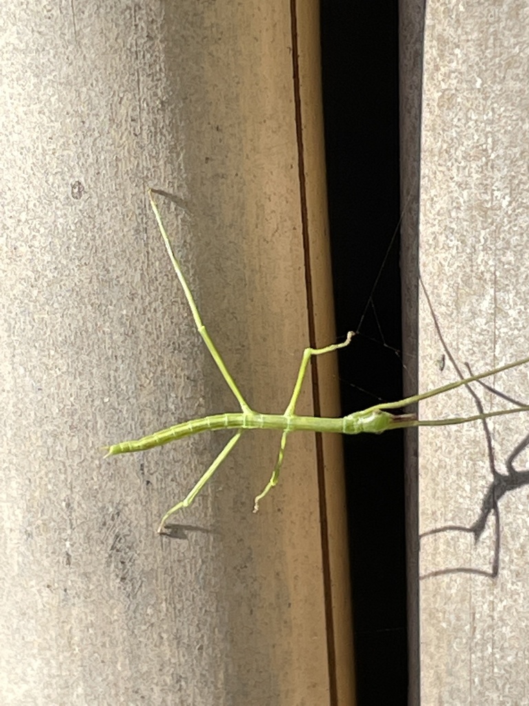 Margin-winged Stick Insect from Frankston South, VIC, AU on October 20 ...