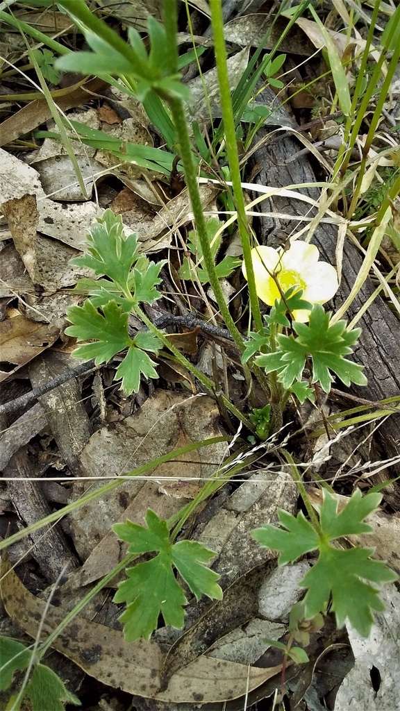 Australian Buttercup from Dark Corner NSW 2795, Australia on October 19 ...