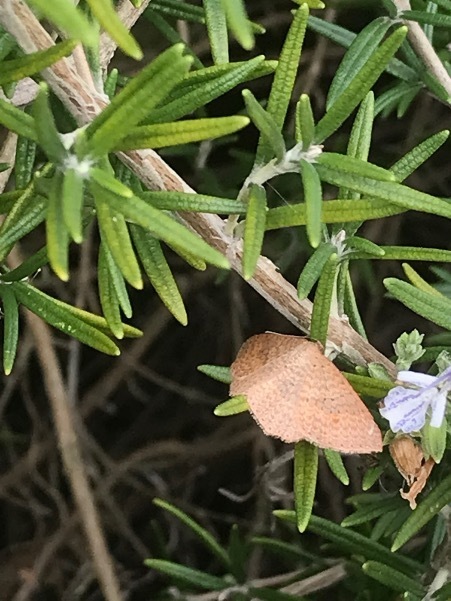Geometer Moths from Sydney NSW, Australia on August 1, 2021 at 05:47 PM ...