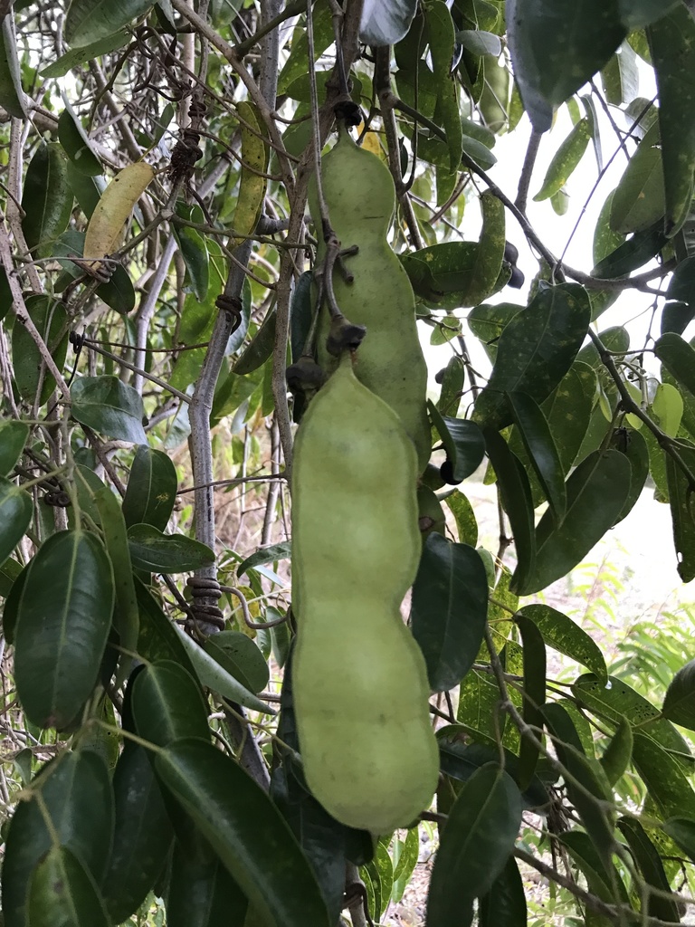 Burny Bean from Pinnacle, QLD, AU on October 20, 2021 at 05:13 PM by ...