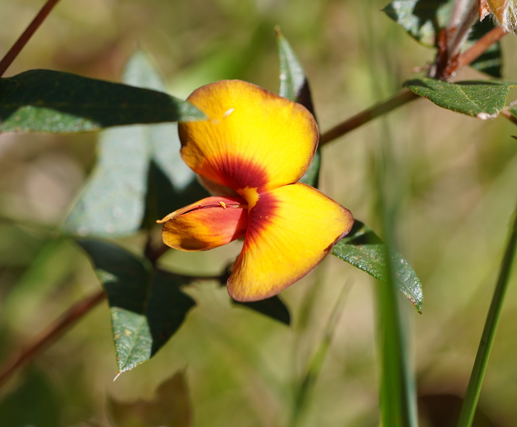 Common Flat-pea from Baluk Willam, Belgrave South VIC AU on October 20 ...