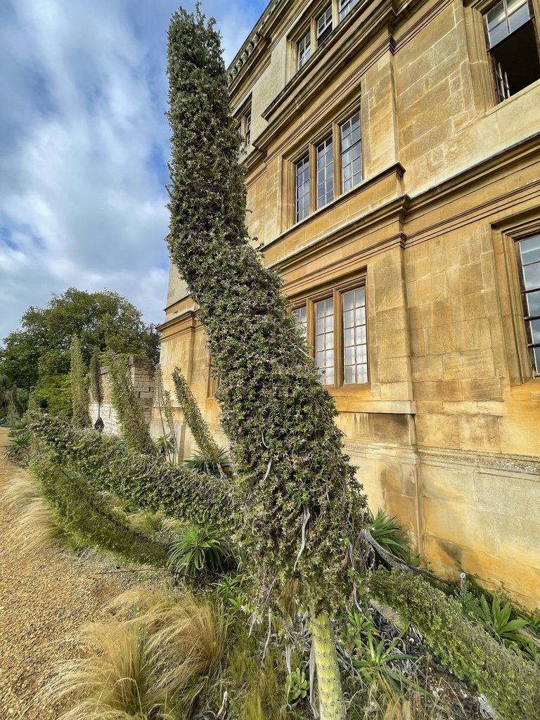Giant Viper's-bugloss from Clare College, Cambridge, England, GB on ...