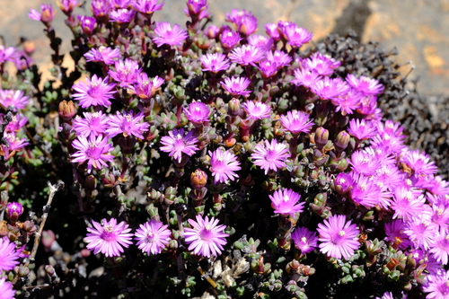 Antimima minutifolia · iNaturalist United Kingdom