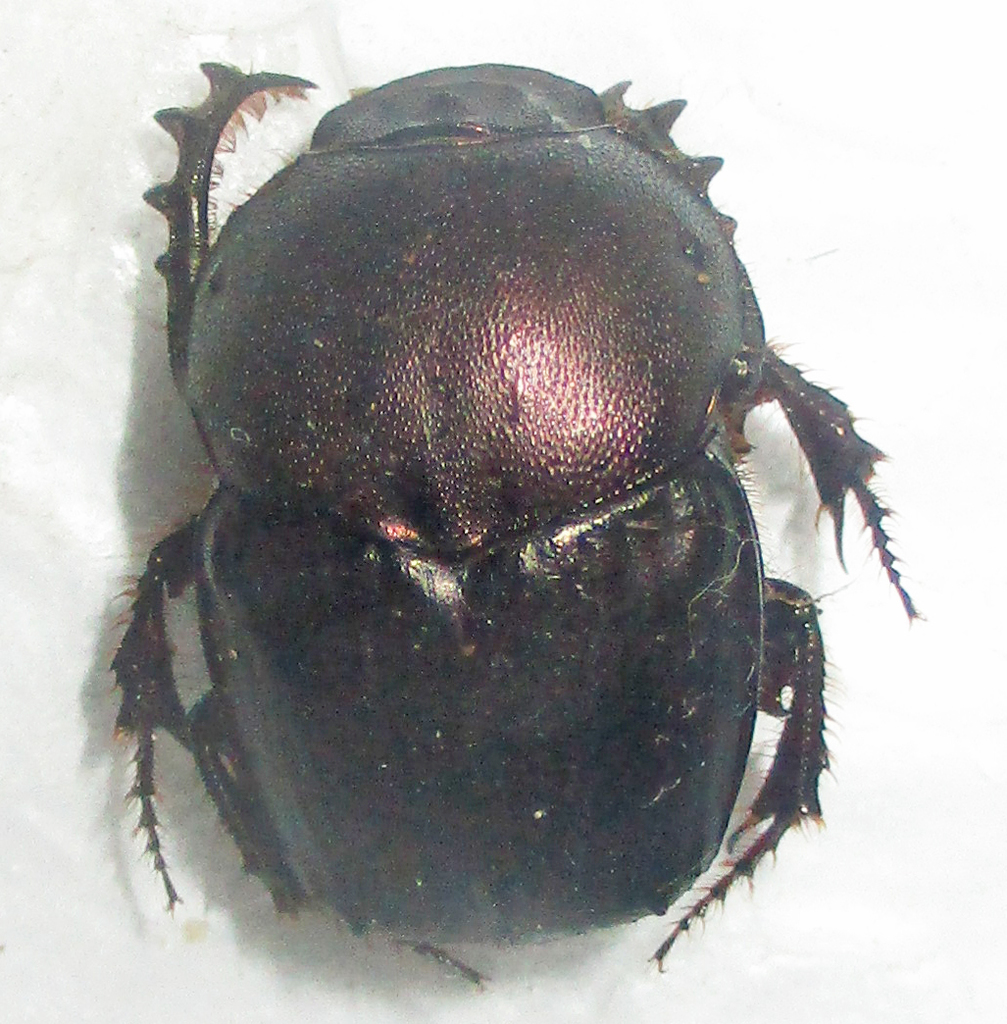 Onitis fulgidus from Serowe Botswana on October 17, 2021 by ...