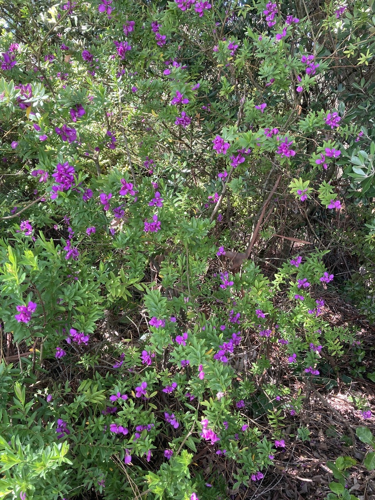 Sweet Pea Shrub from Fowlds Park, Western Springs, Auckland, NZ on ...