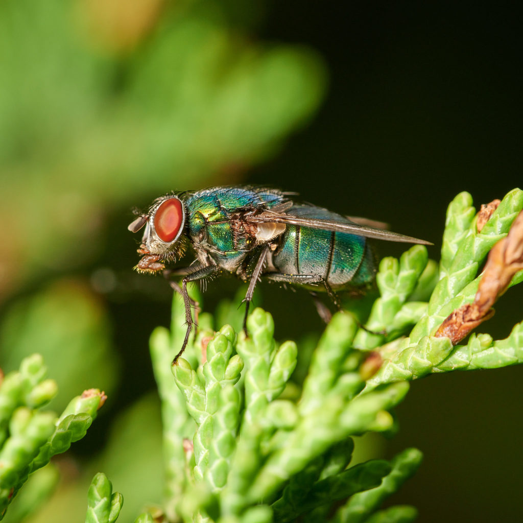 Greenbottle Flies from g.k. Lozenets, Sofia, Bulgaria Wide on June 27 ...