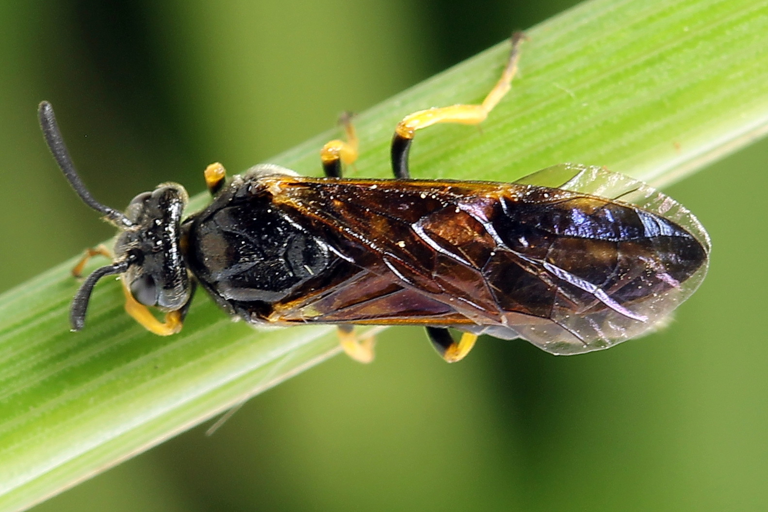 Arge rustica (Linnaeus, 1758)