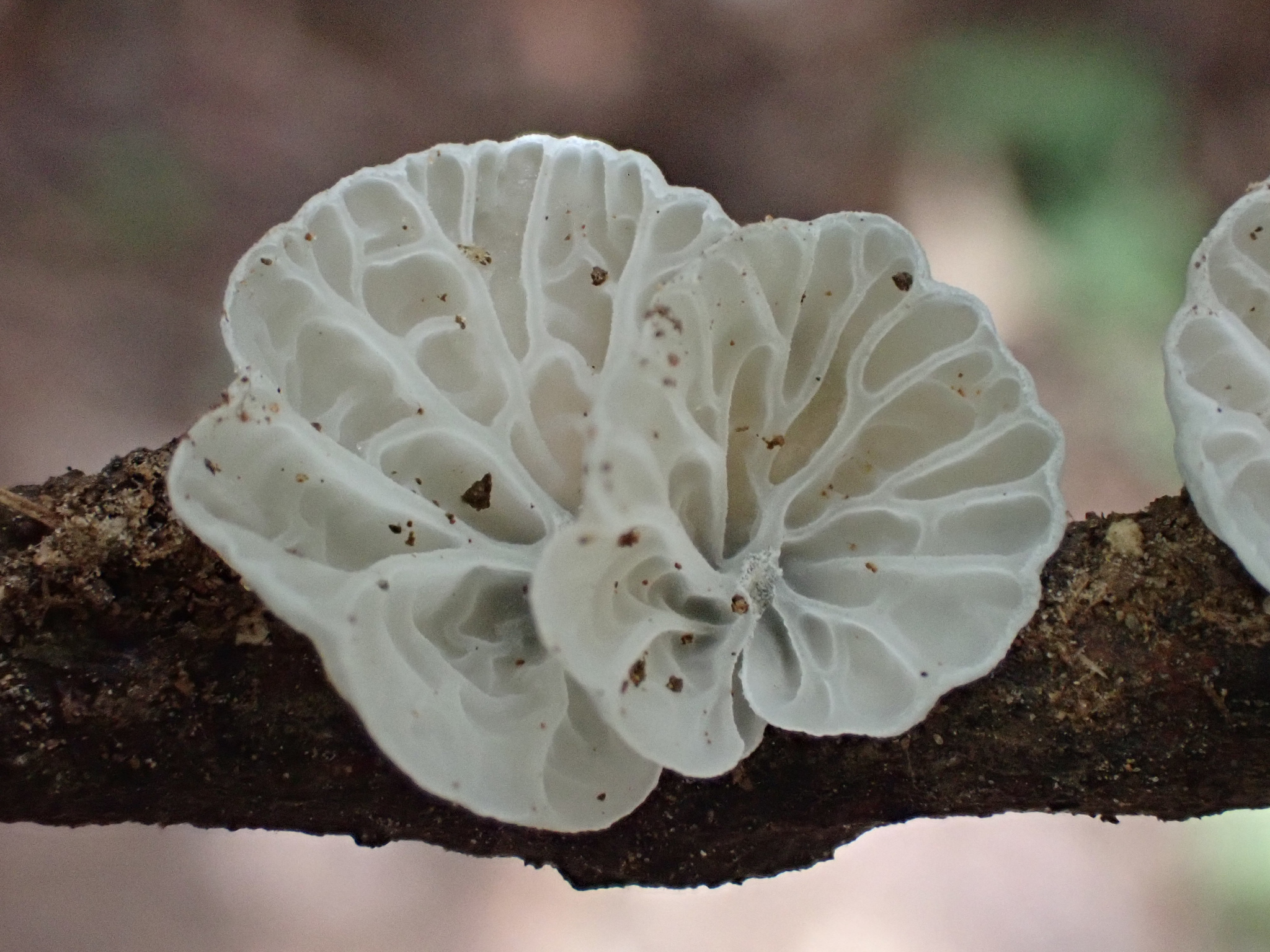 Campanella junghuhnii (Mont.) Singer