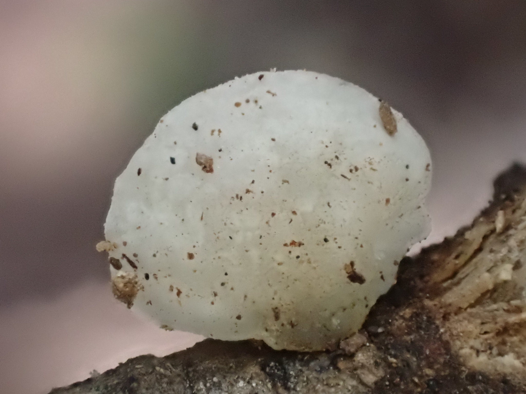 Campanella junghuhnii (Mont.) Singer
