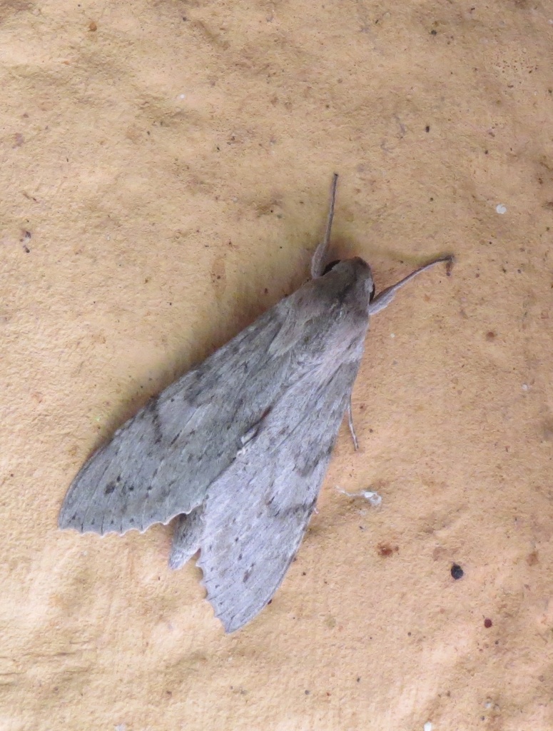Ello Sphinx from W South Mountain Ave, Phoenix, AZ, US on September 23 ...