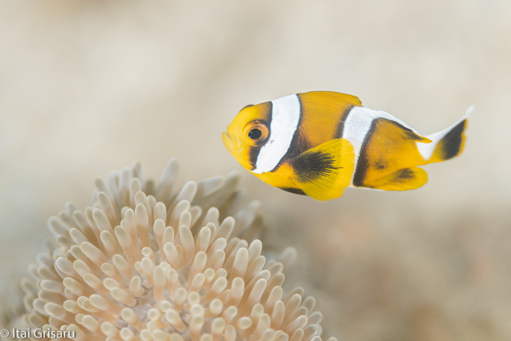Allard's Anemonefish (Amphiprion allardi) - Marine Life Identification