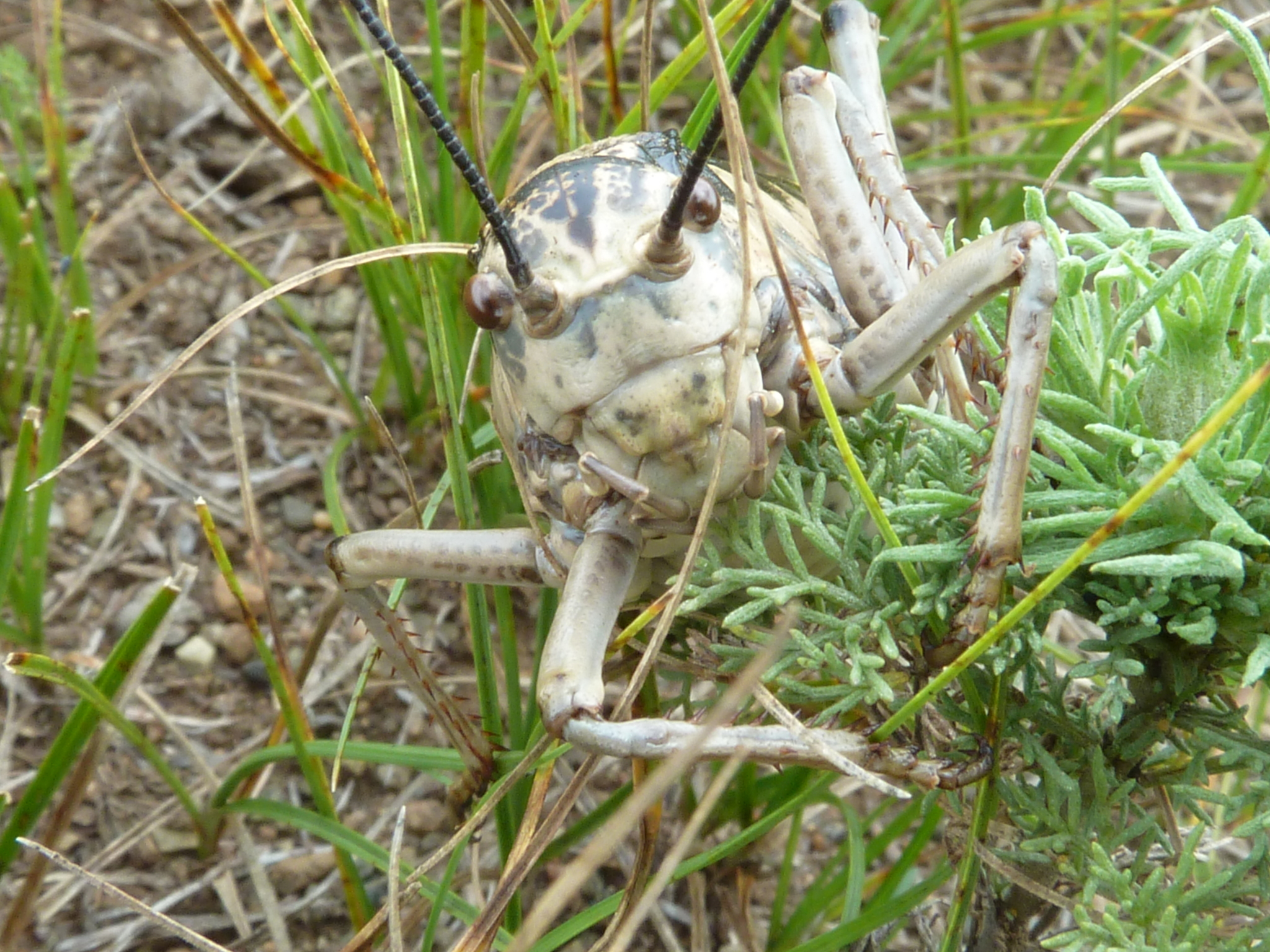 Deracantha Fischer von Waldheim, 1833