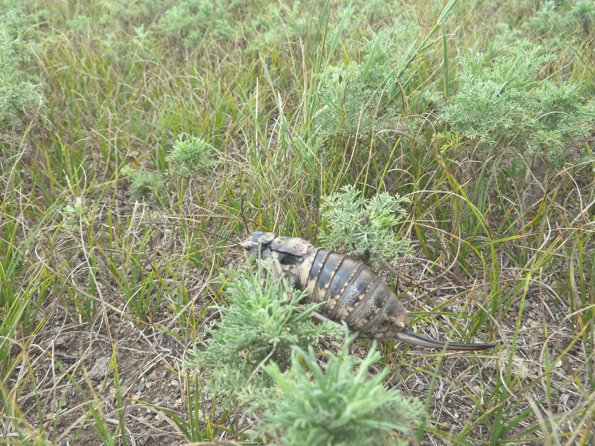 Deracantha Fischer von Waldheim, 1833