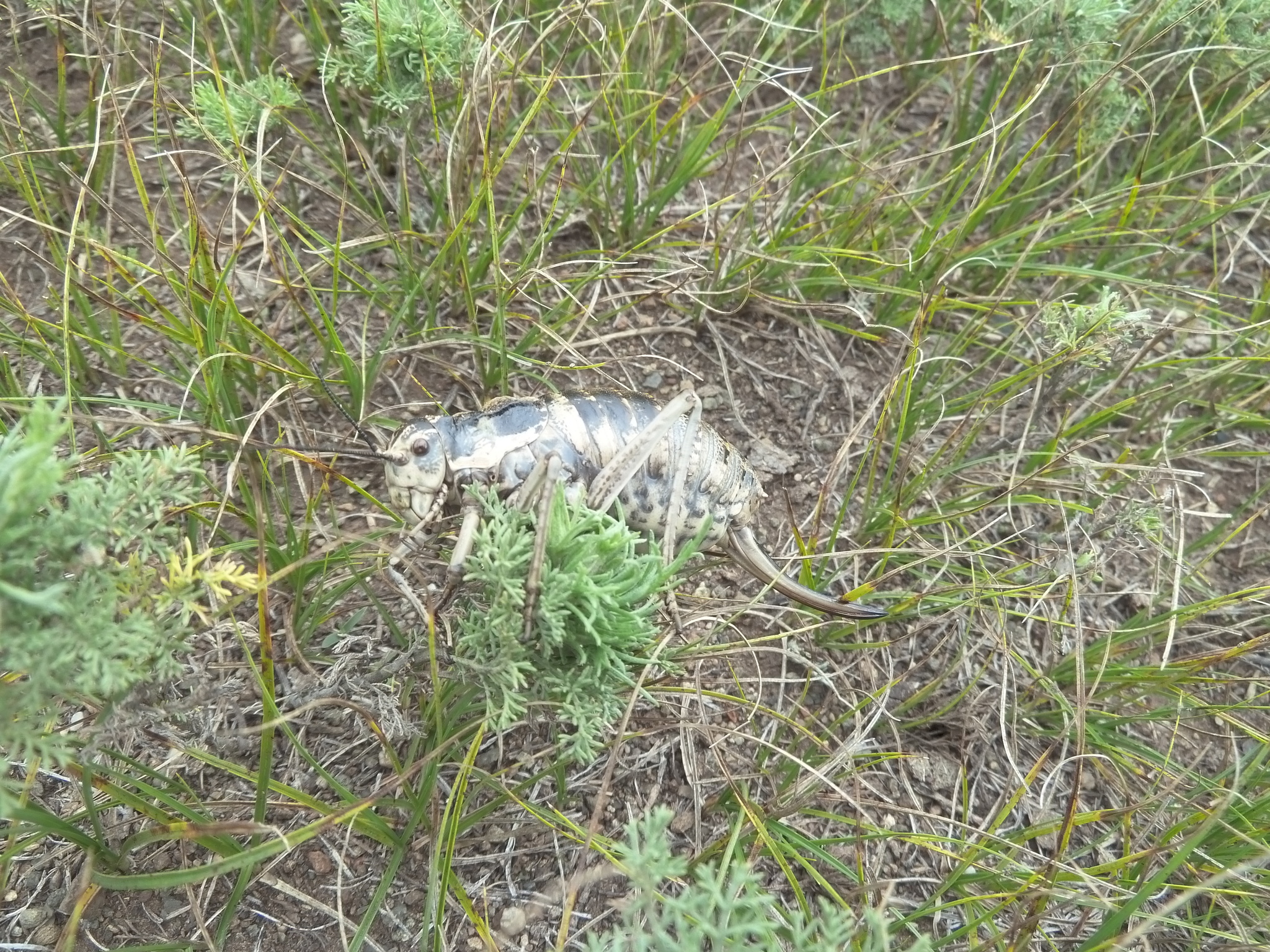 Deracantha Fischer von Waldheim, 1833