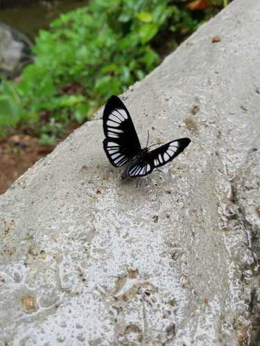 Gonora paphia · iNaturalist