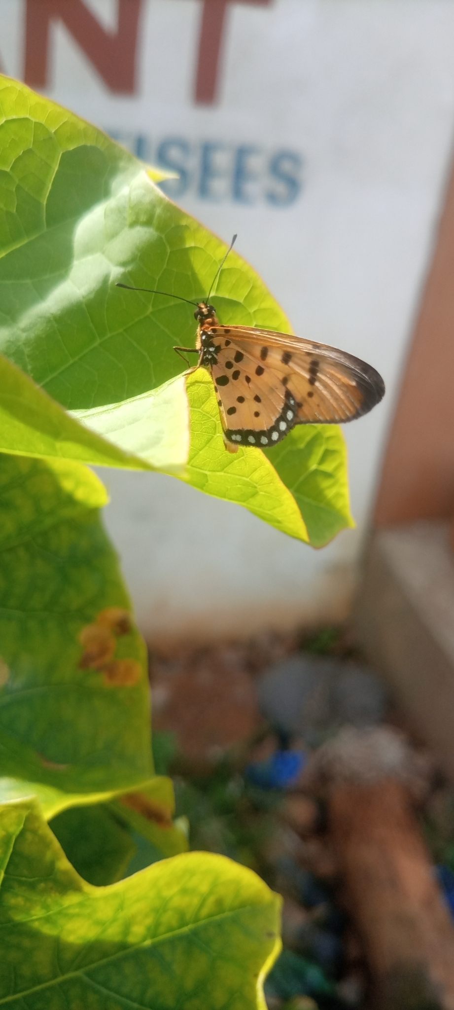 Acraea caecilia Fabricius, 1781