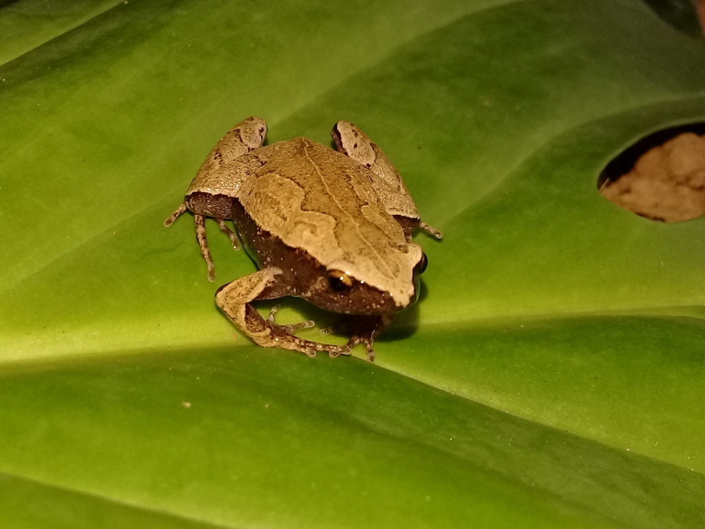 Amazon Sheep Frog from Federico Román, BO-PA, BO on February 23, 2019 ...