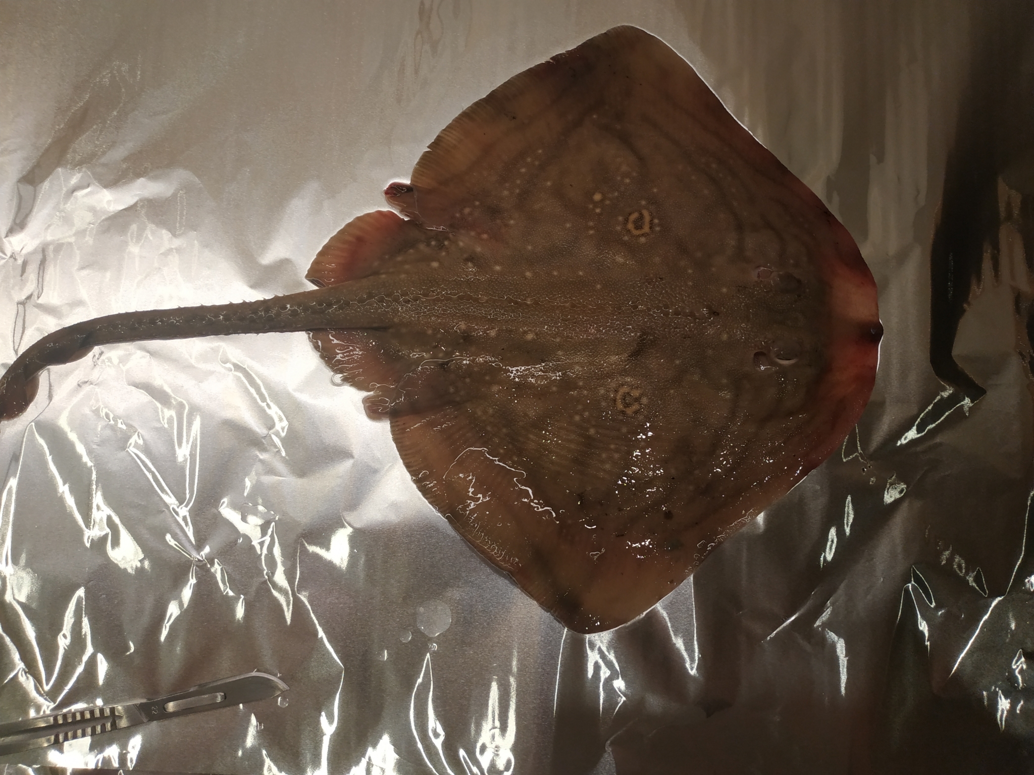 Raja radula Delaroche, 1809