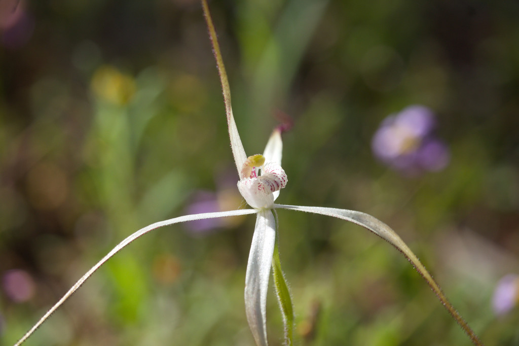 Caladenia incensum from Rothsay WA 6620, Australia on September 4, 2018 ...