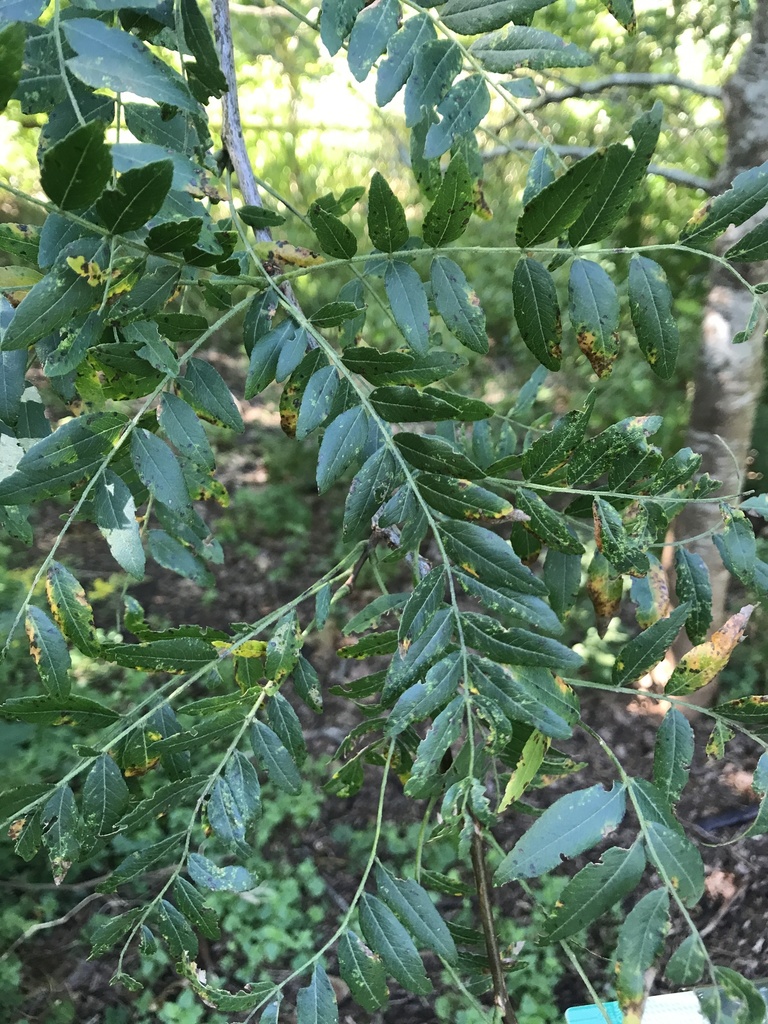 honey locust from Edgartown, MA, USA on September 30, 2021 at 12:01 PM ...