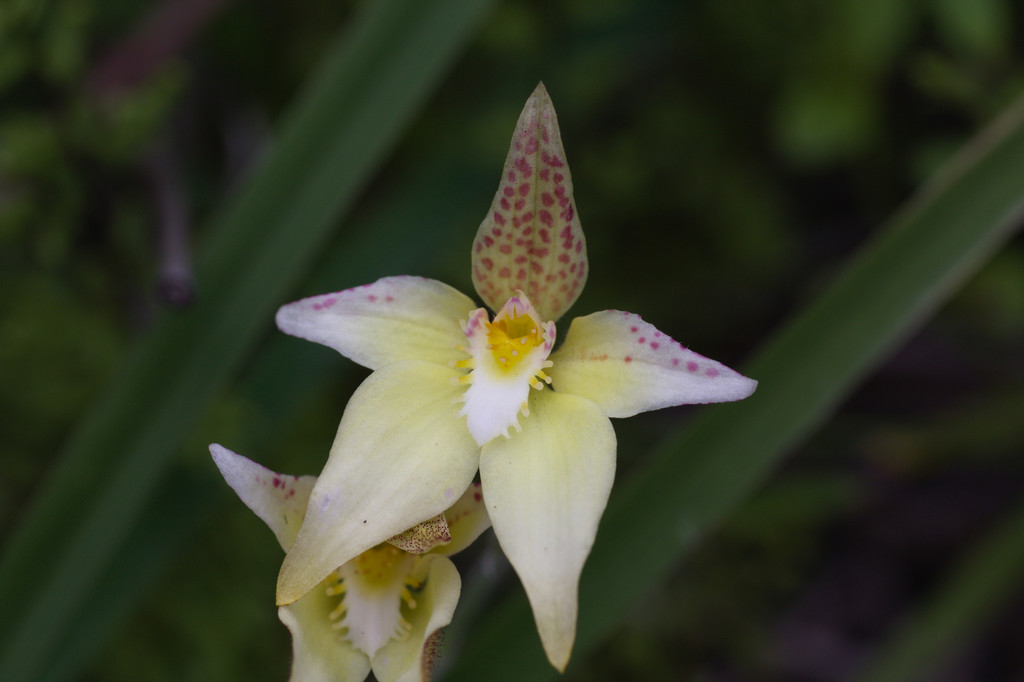 Caladenia flava maculata from Rothsay WA 6620, Australia on September 4 ...