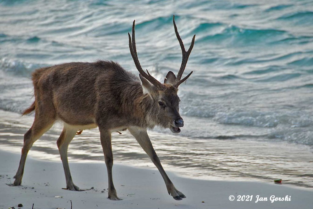 Javan Rusa in July 2008 by jangorski · iNaturalist