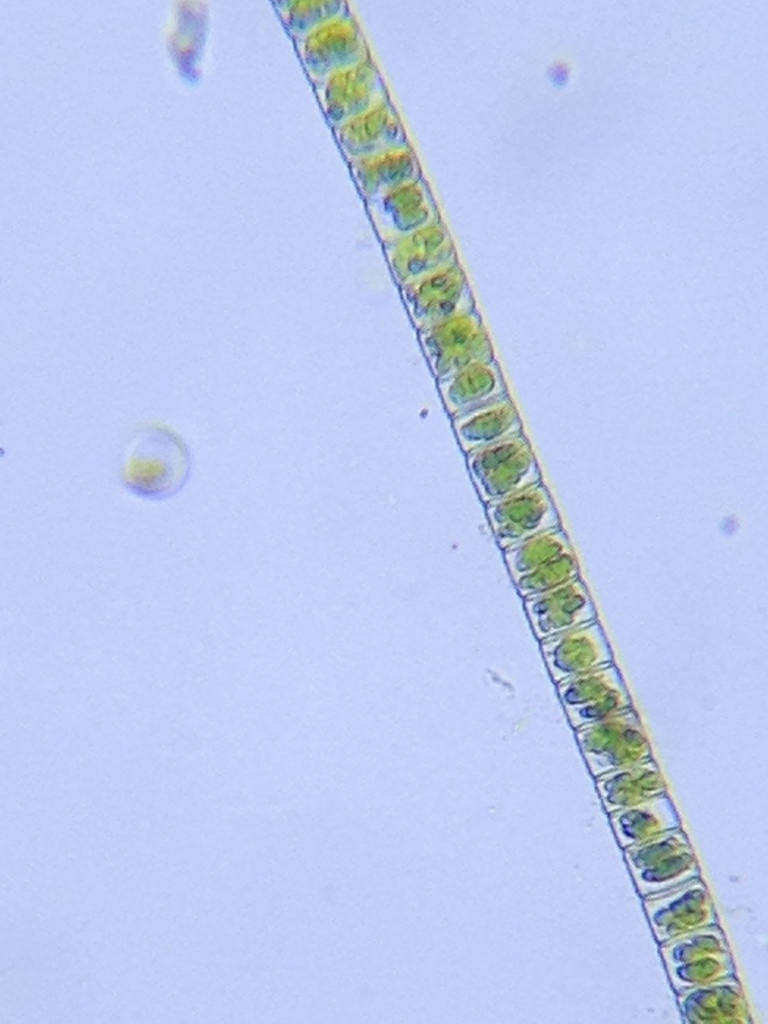 Hyalotheca dissiliens from Comox Valley, BC, Canada on September 23 ...