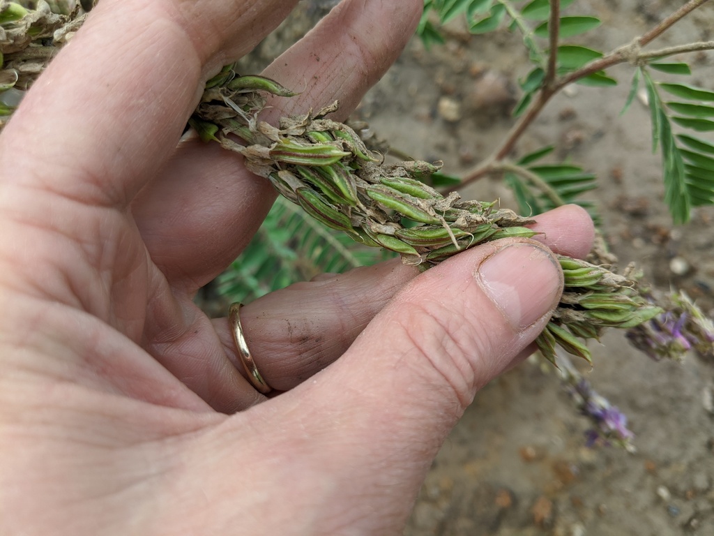 Two-grooved Milkvetch from Leduc County, AB, Canada on July 8, 2020 at ...