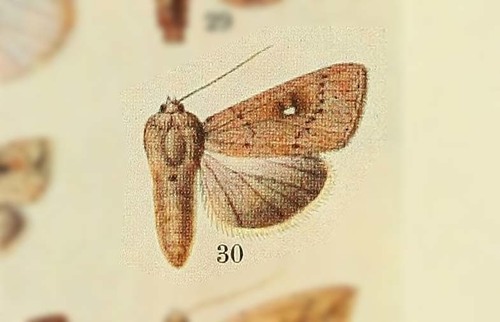 Leucania corrugata · iNaturalist