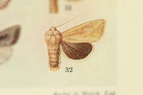 Mythimna metaphaea · iNaturalist