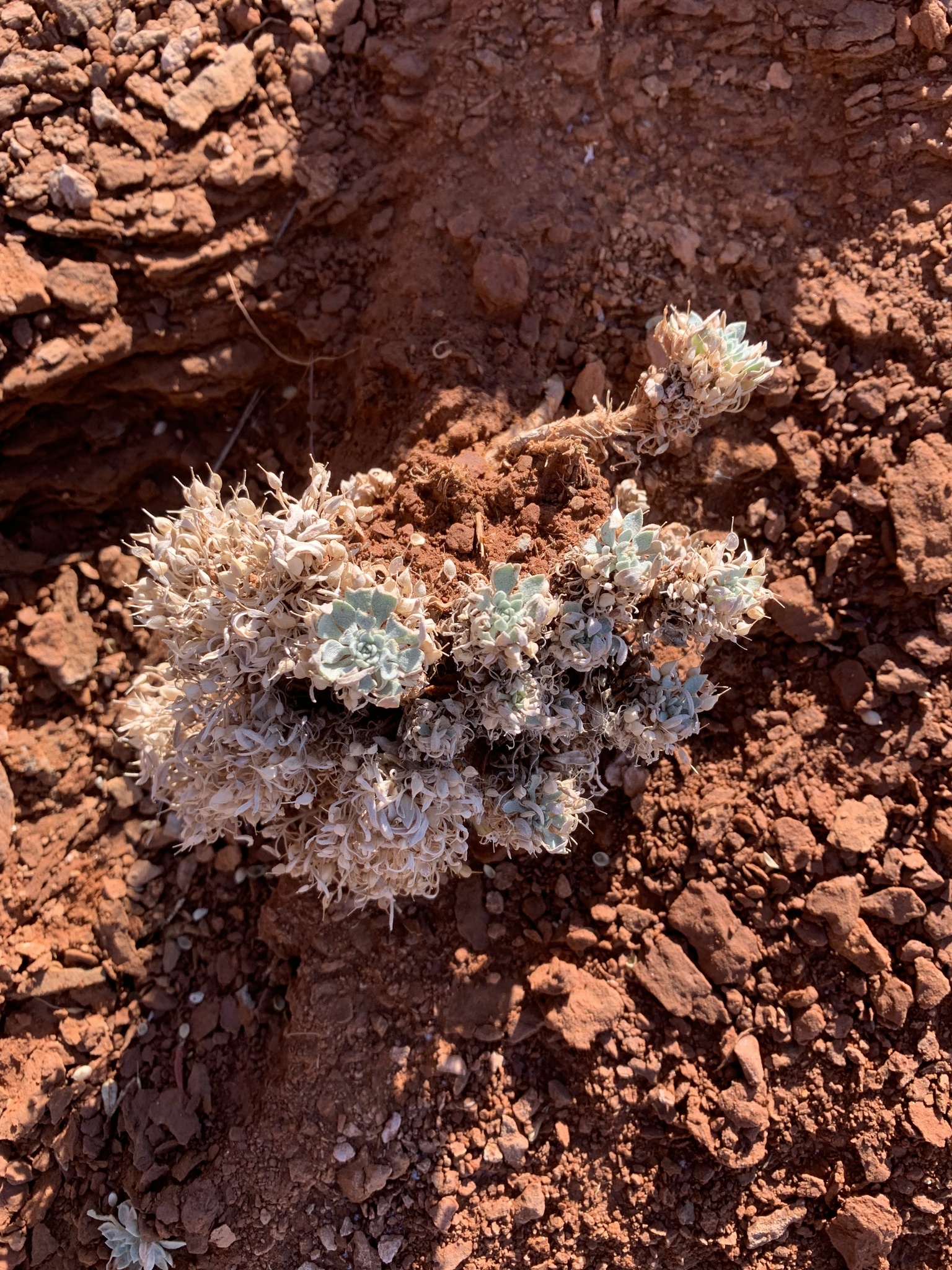 Physaria reediana O'Kane & Al-Shehbaz