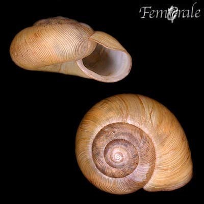 Beaded Lancetooth (Animals of the Lower Mainland) · iNaturalist