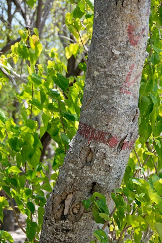 Manchineel (Hippomane mancinella) - Botanical Realm