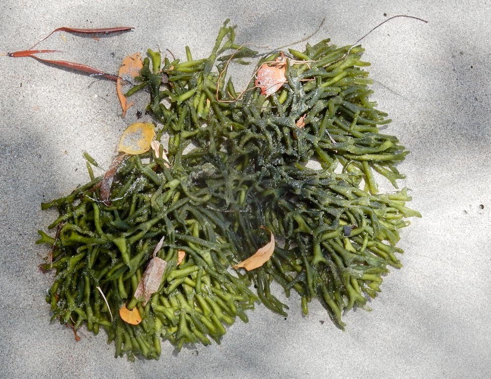 (Codium isthmocladum) - Botanical Realm
