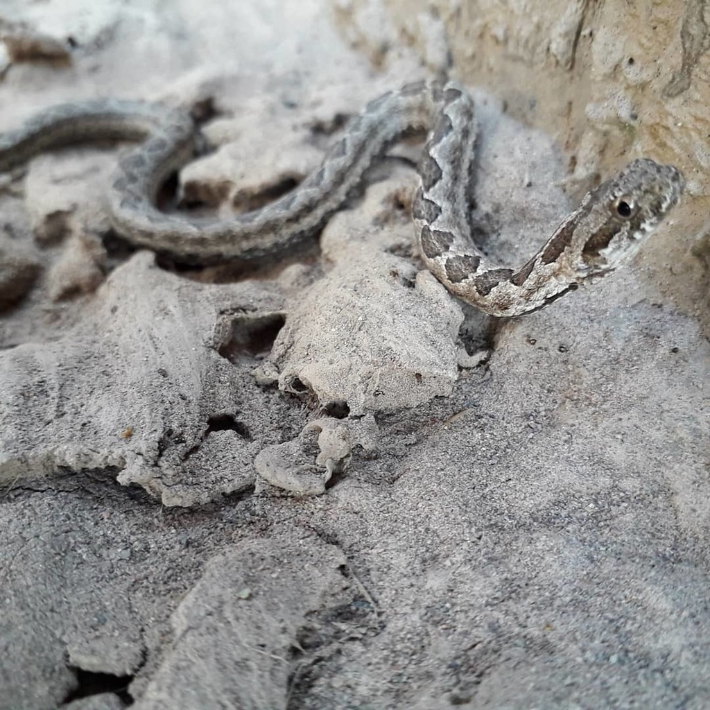 False Tomodon Snake from San Martín, Mendoza, Argentina on February 12 ...