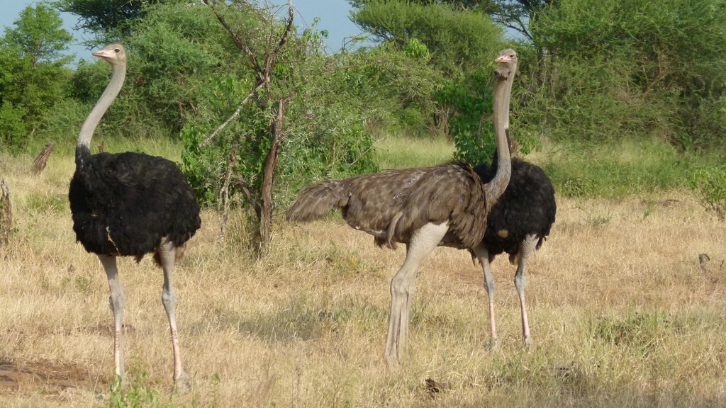 Southern Ostrich (Struthio camelus australis) - Avian Discovery