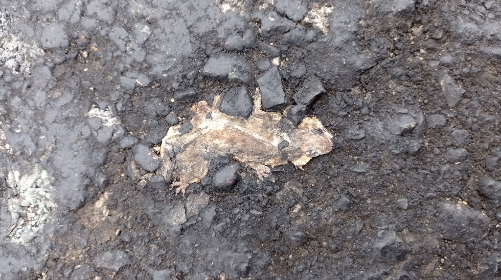 Lizards from Pedernales, EC-MN, EC on September 13, 2021 by Edison ...