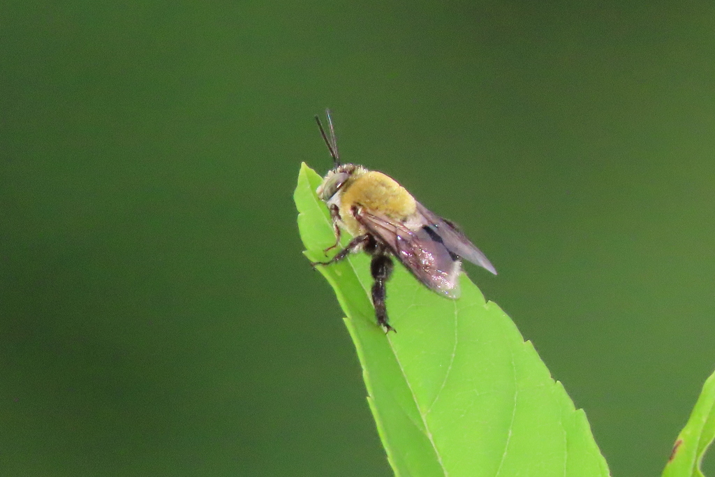 Shining Oil-digger Bee from Don Pedro, 95870 Catemaco, Ver., México on ...