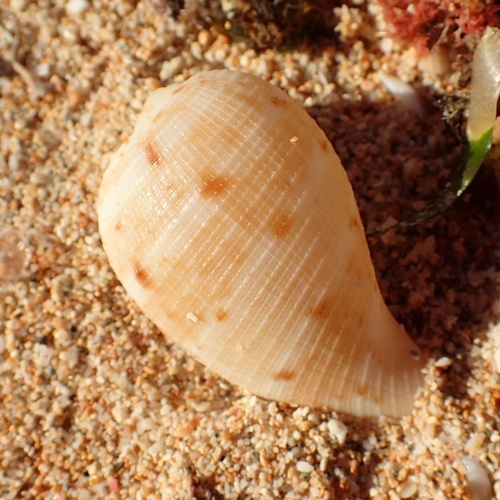 Spotted Fig Shell (Ficus eospila) · iNaturalist