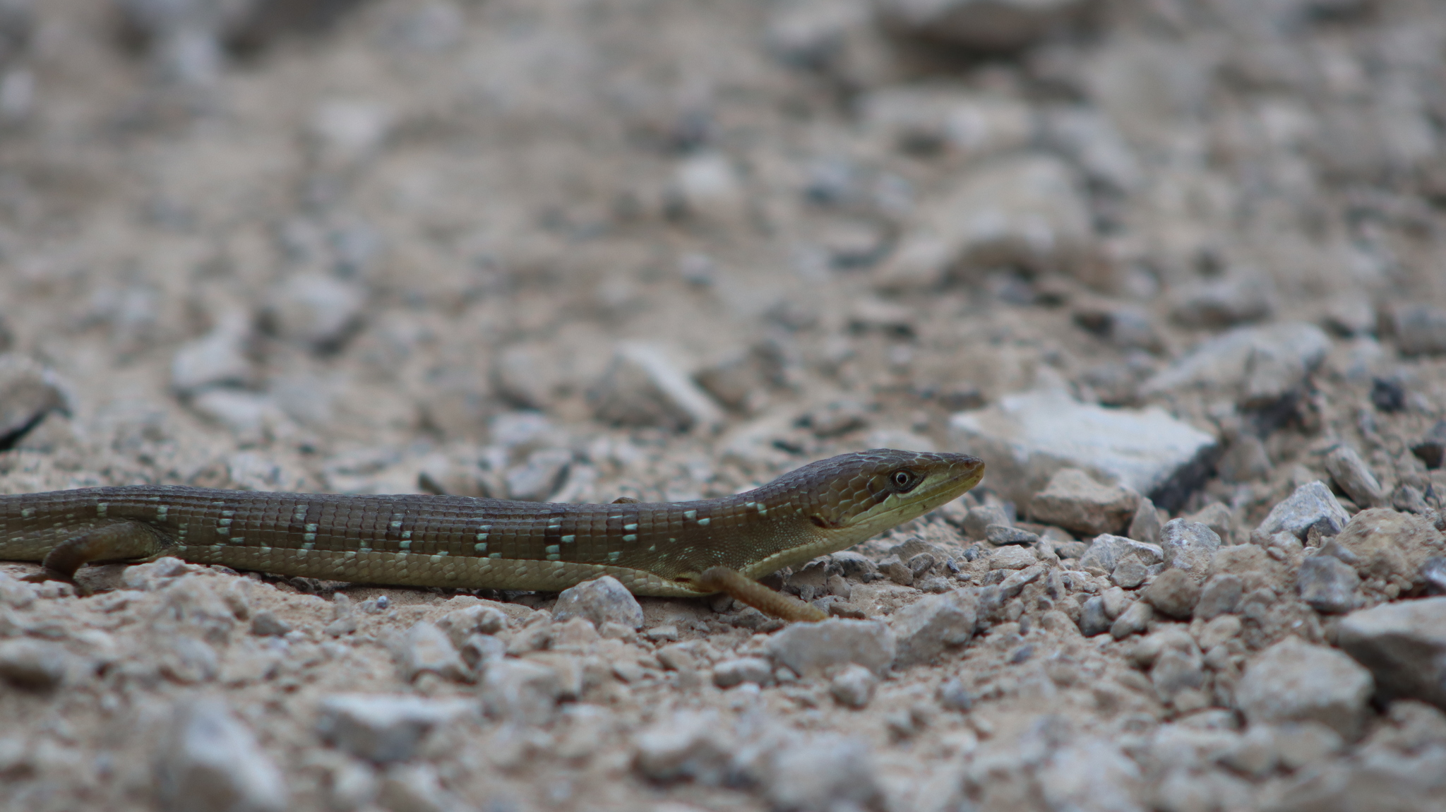 Gerrhonotus ophiurus Cope, 1867