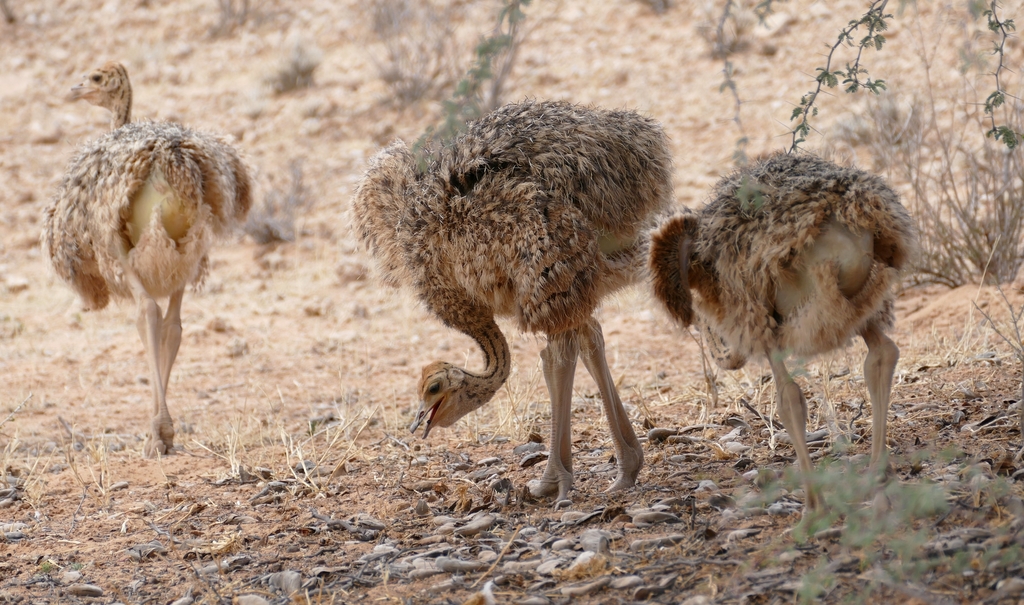 Southern Ostrich (Struthio camelus australis) - Avian Discovery